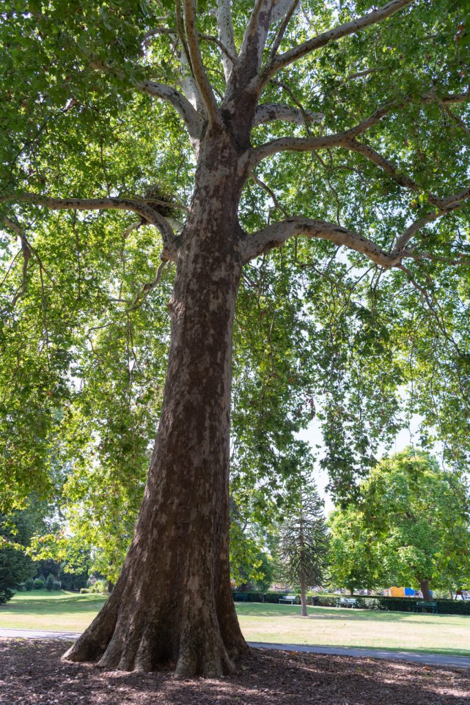 Arbre remarquable #5 : le platane commun du square Catteau - ROUBAIXXL