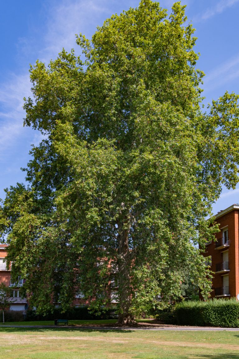 Arbre remarquable #7 : le platane commun du square Destombes - ROUBAIXXL
